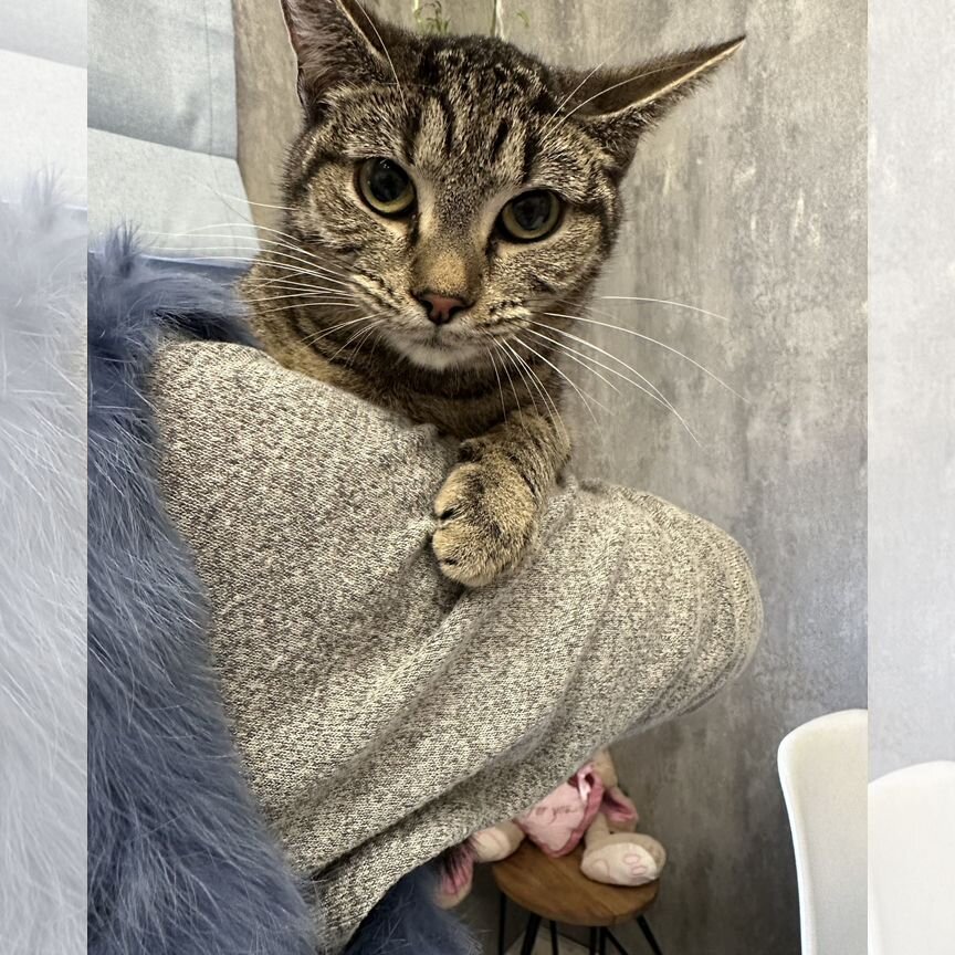 Миниатюрная кошечка Лариса