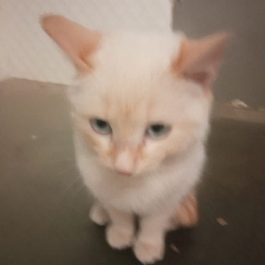 Котенок
