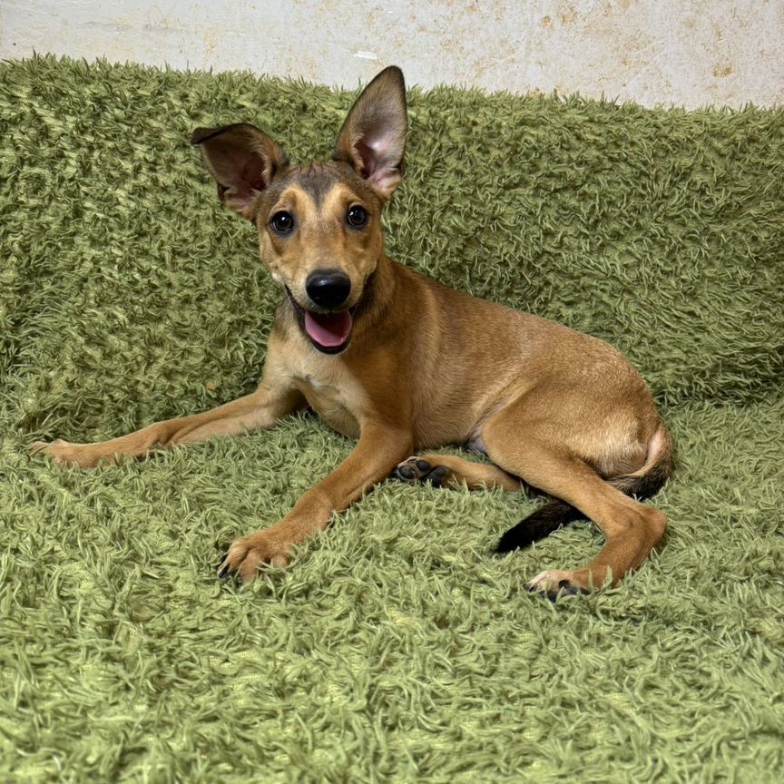 Щенок в добрые руки