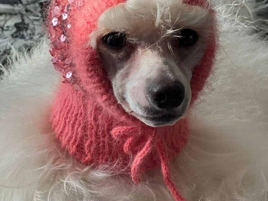 Шапочки для собак