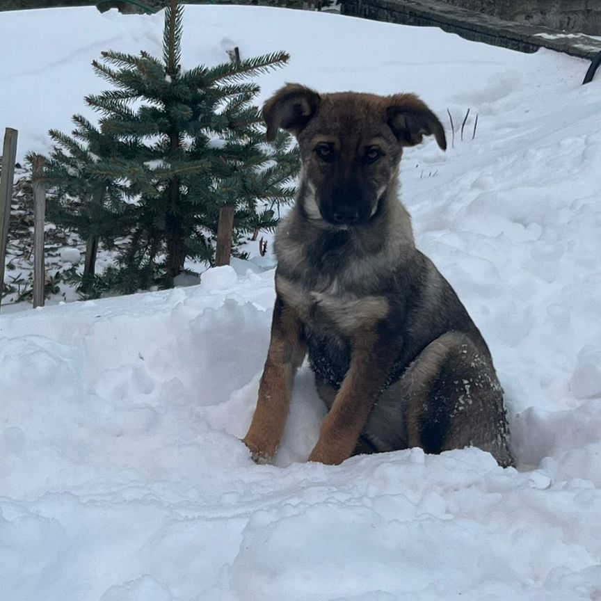 Собака в добрые руки