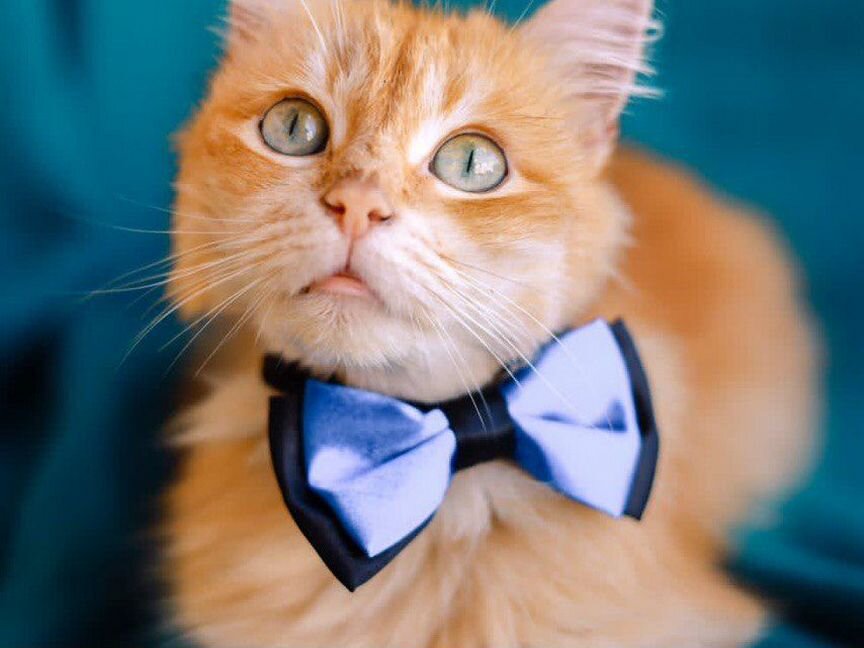 Кошка бесплатно