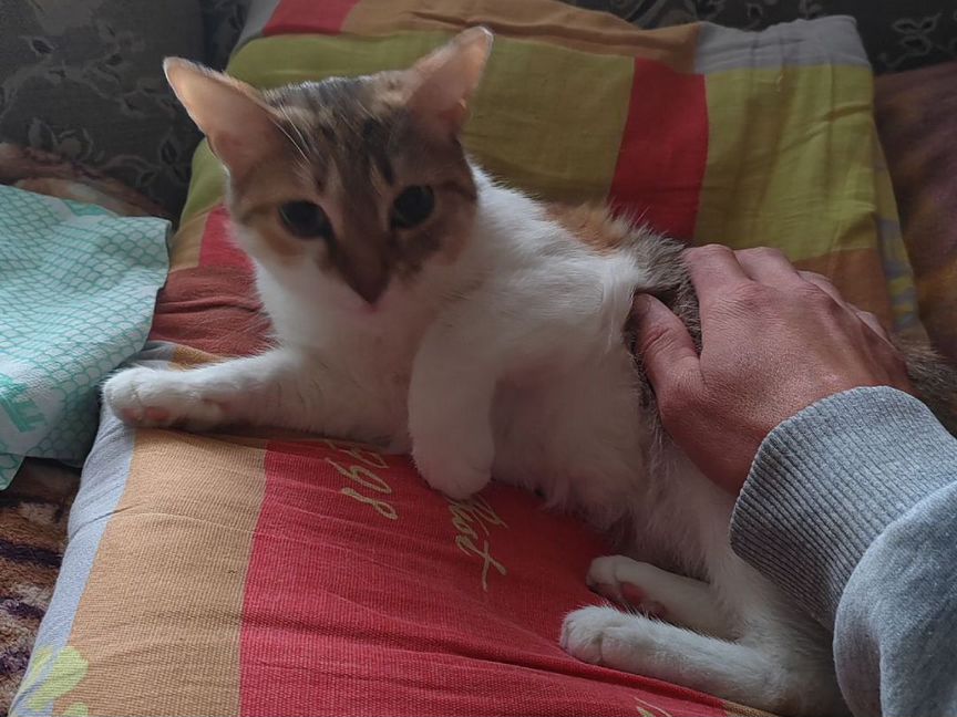 Кошечка в добрые руки