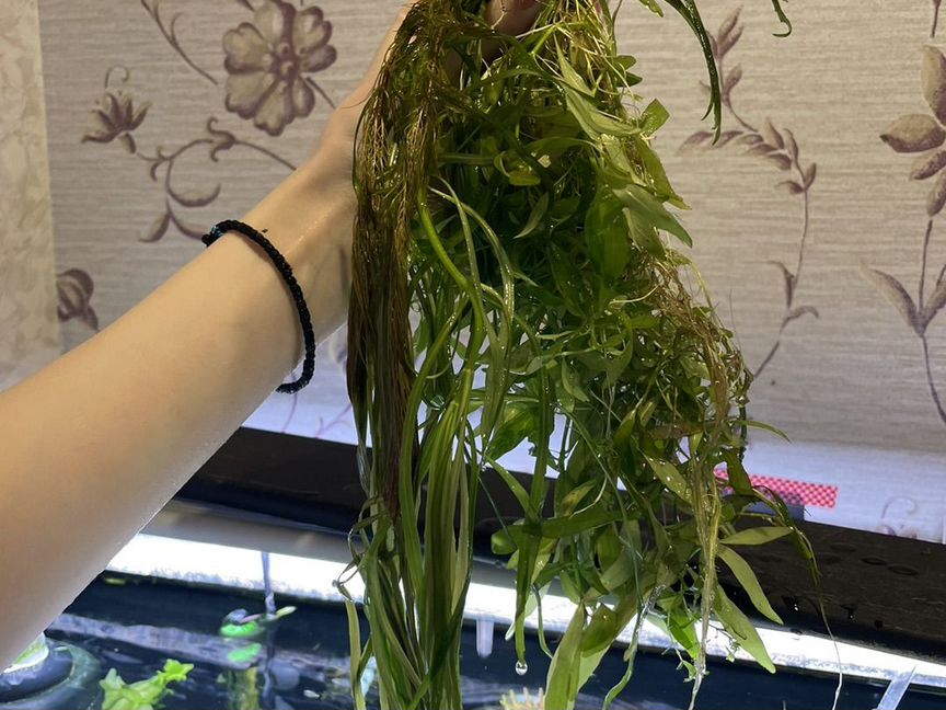 Аквариумные растения