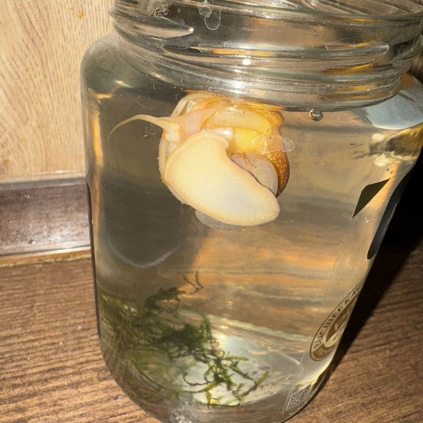 Улитки аквариумные ампулярии