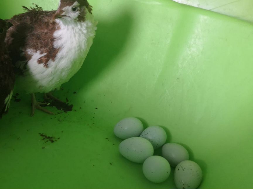 Перепелиное яйцо