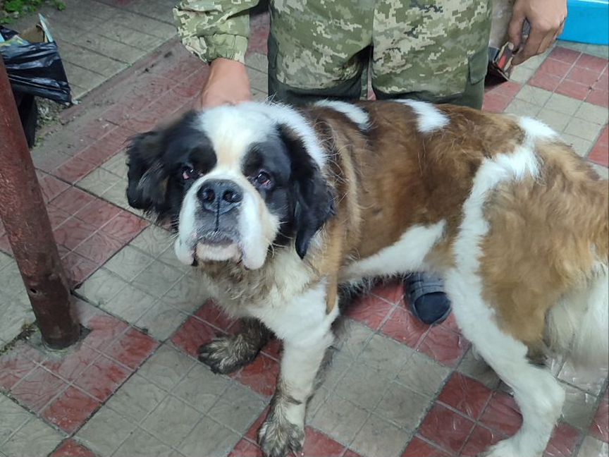 Вязка Сербернар