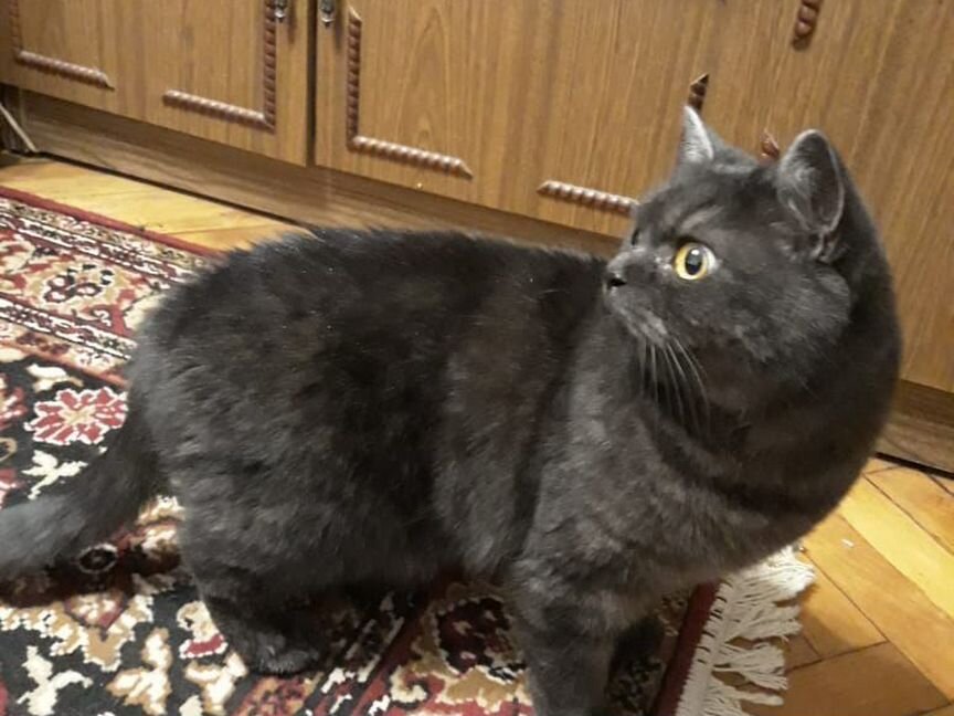 Британская кошка в дар