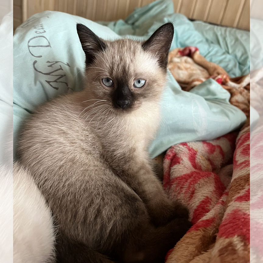 Котенок девочка