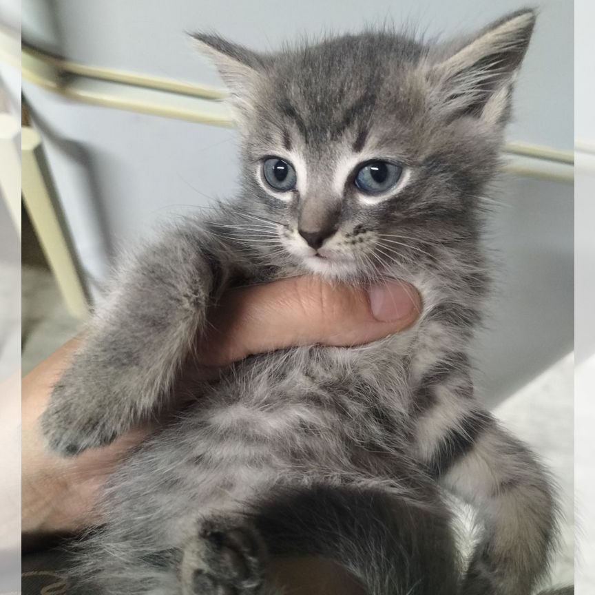 Котёнок в добрые руки