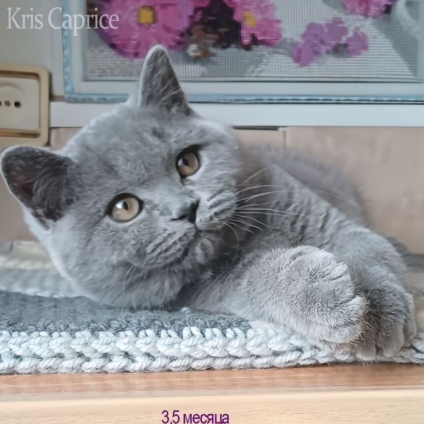 Британский короткошёрстный котёнок