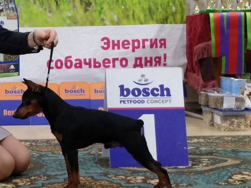 Вязка цвергпинчер