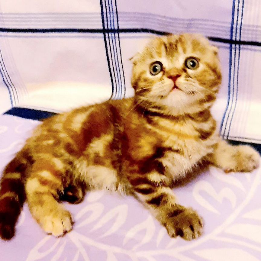 Шотландский вислоухий короткошёрстный котёнок
