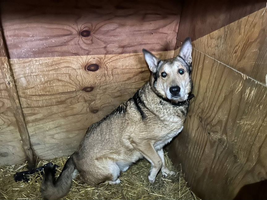 Хьюго. Пес из приюта ищет дом