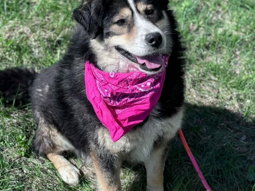 Пёс Флинт из приюта ищет дом