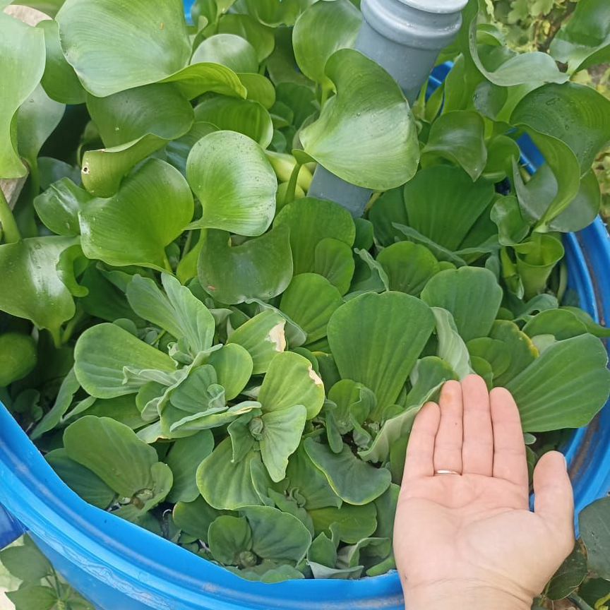 Водный гиацинт и пистия