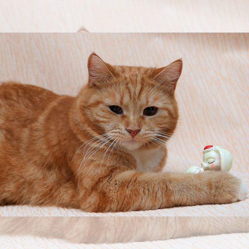 Рыжий кот Рид, 2 года