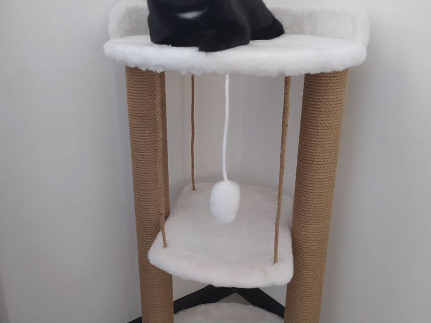 Хороший котик Марс ищет дом