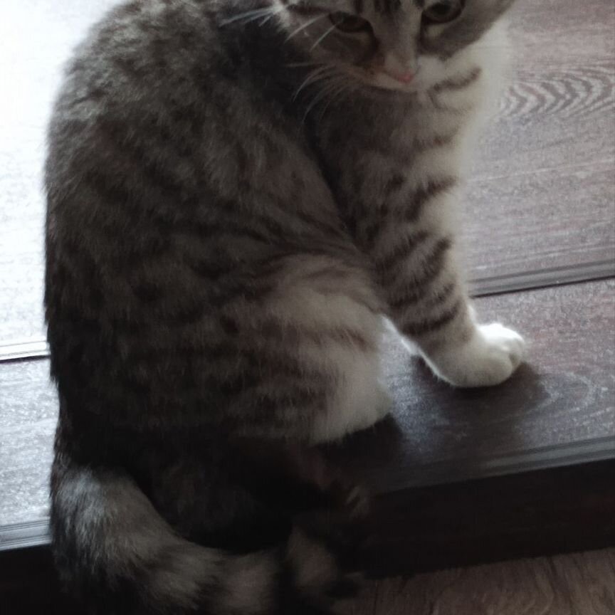 Кошка