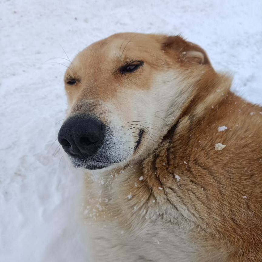 Взрослая собака в добрые руки