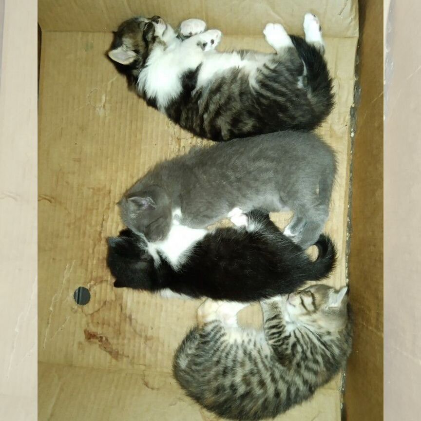 Котята 3 девочки и мальчик