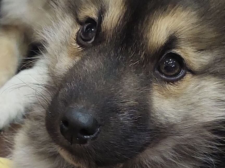 Отдам щенков мама хаски белая