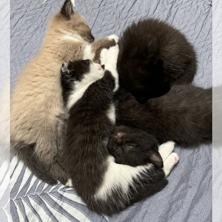 Сиамский котёнок