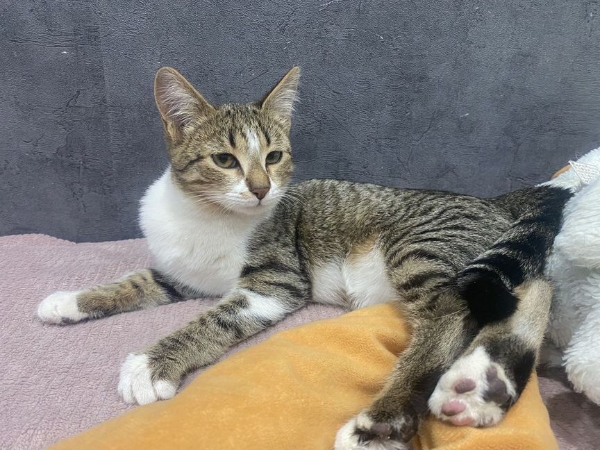 Котенок девочка