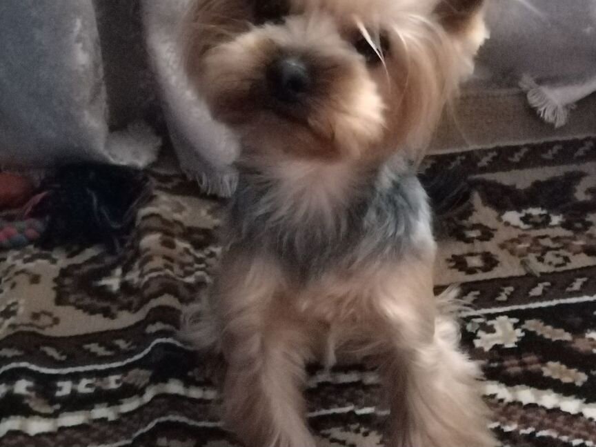 Йоркширский терьер вязка