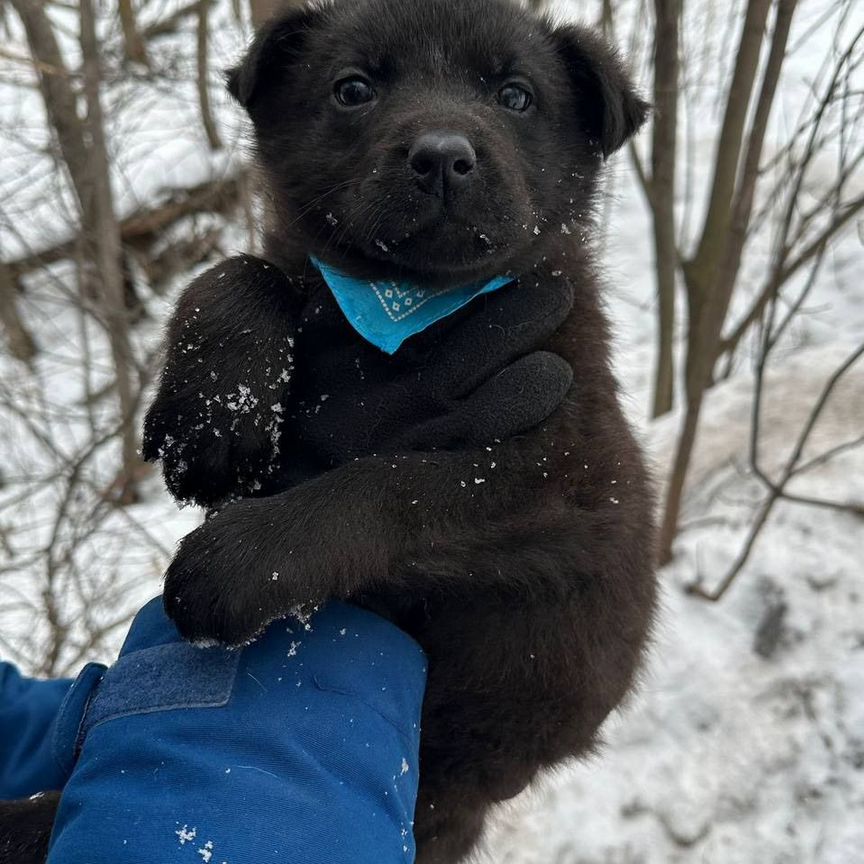 Щенки мальчики. В дар