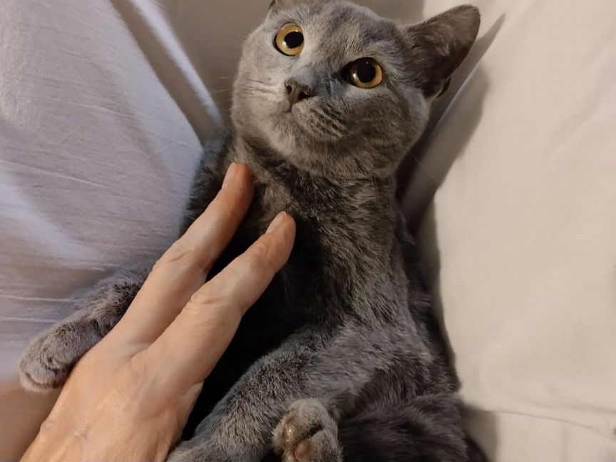 Котенок девочка в добрые руки