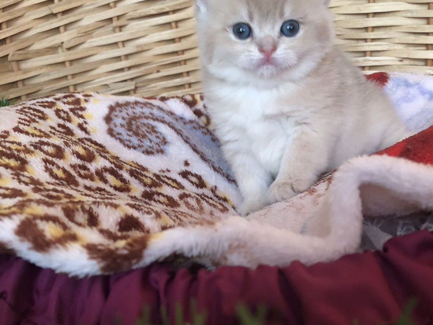 Кошка Британская золотая элита