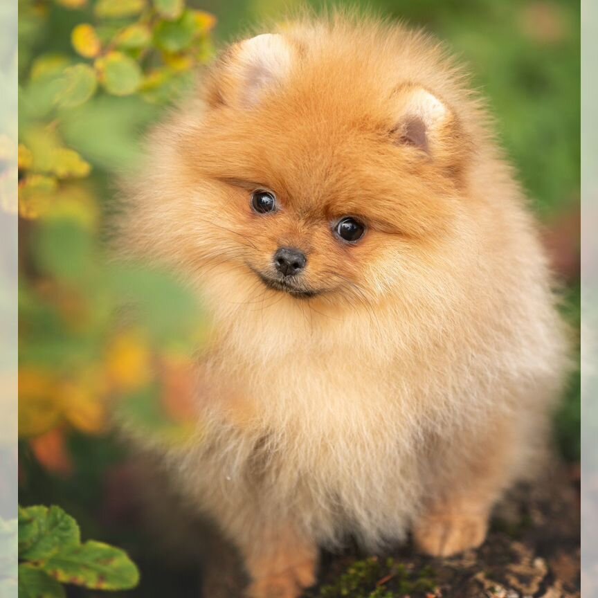 Померанский шпиц, щенок