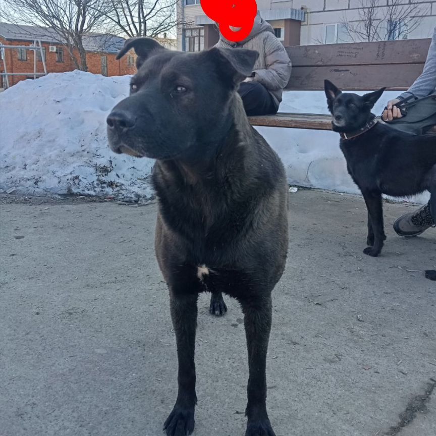 Взрослая собака в добрые руки