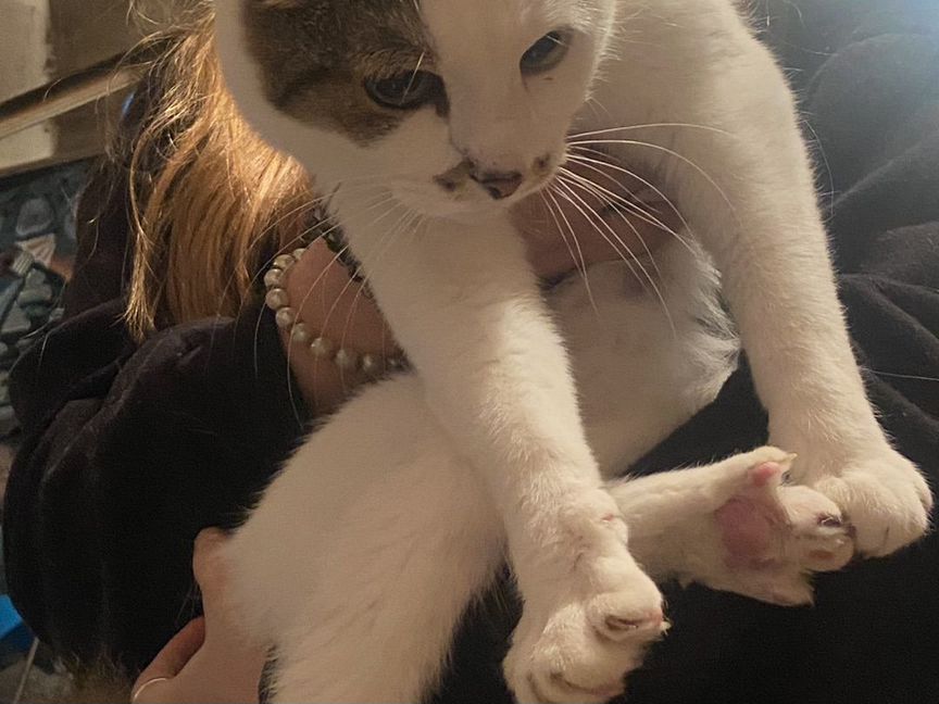 Кошка