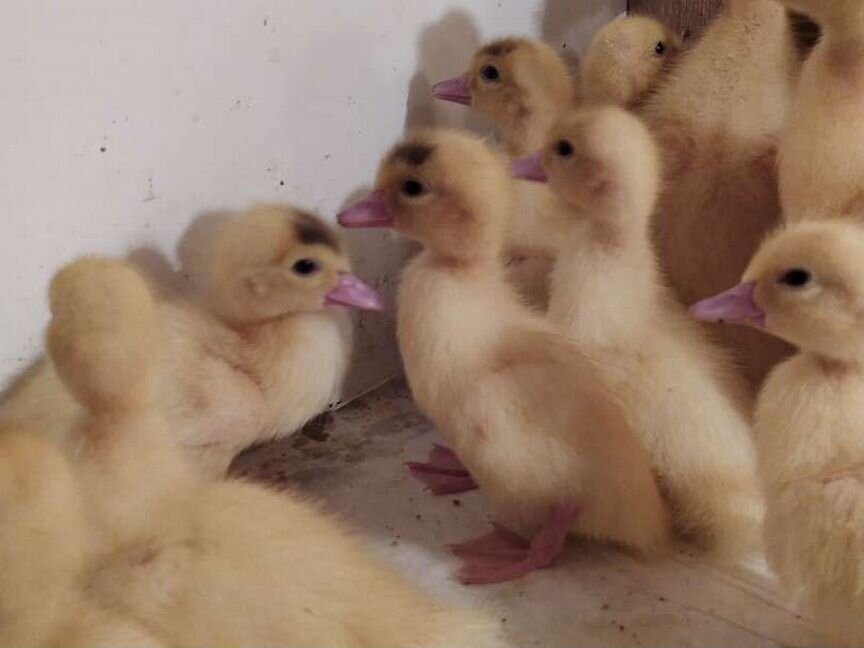 Индоутята, муларды, ск6