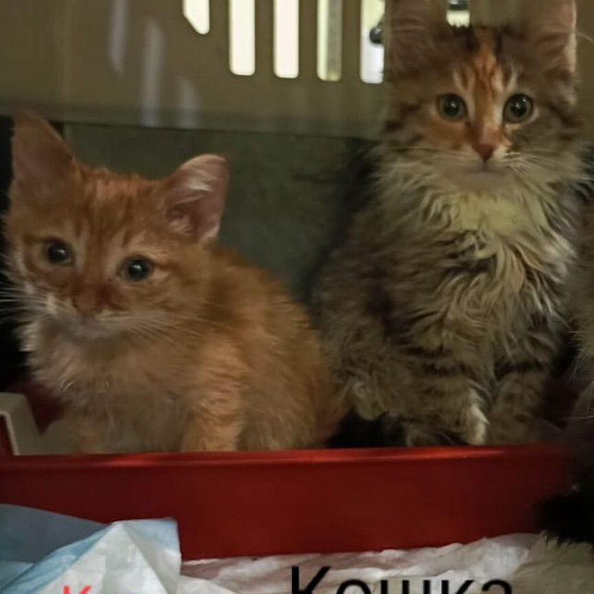 Пристраиваются котята