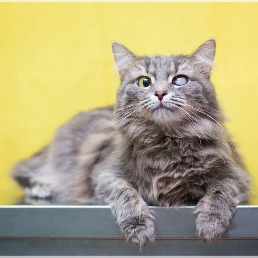 Сибирская, взрослая кошка