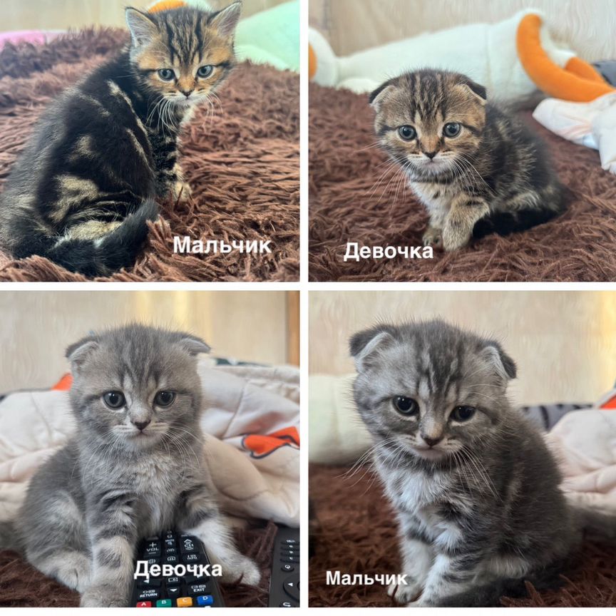 Шотландские вислоухие котята
