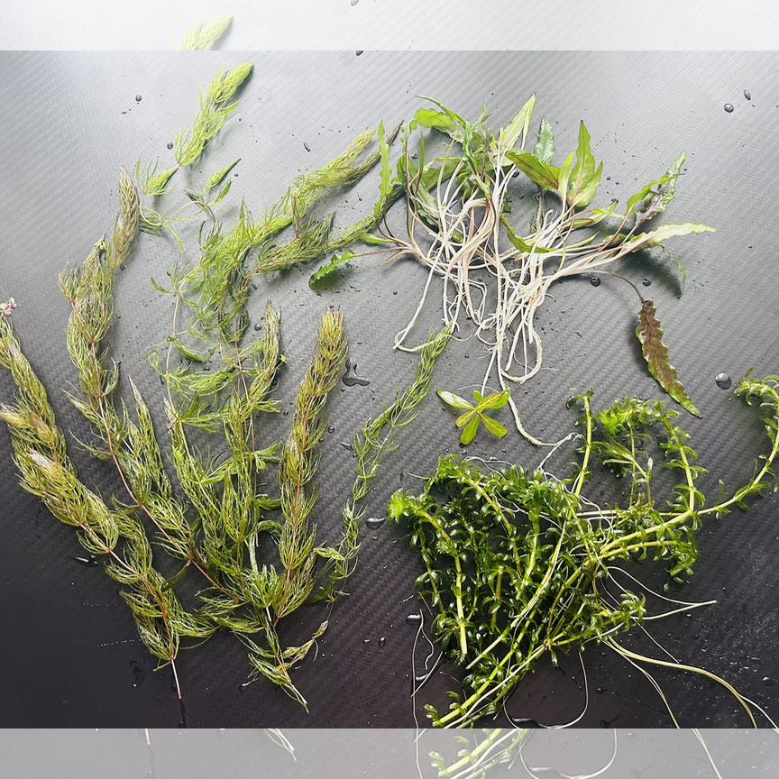 Аквариумное растение