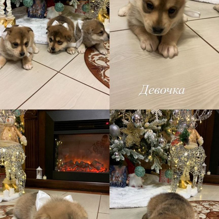 Щенки - помесь хаски и неизвестного кабеля