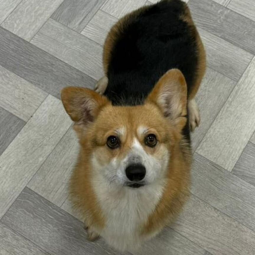 Вельш Корги Пемброк, взрослая собака