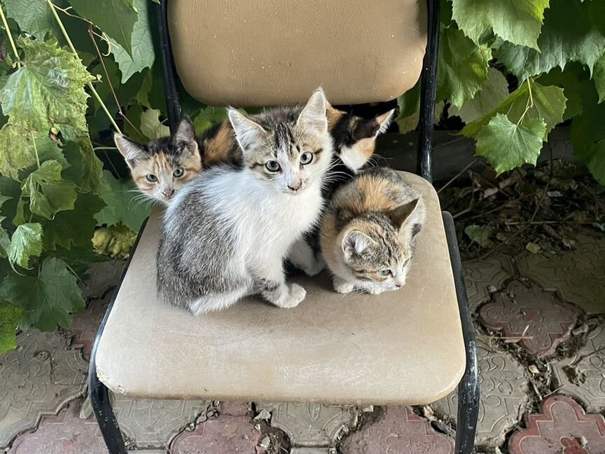 Котята в добрые руки