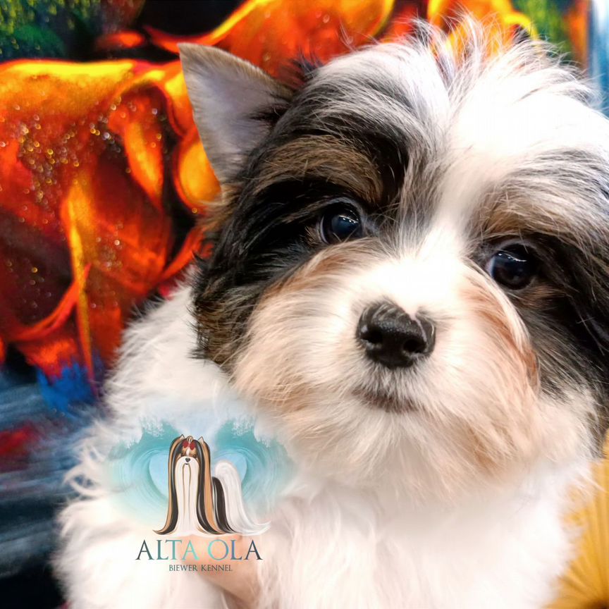 Бивер терьер РКФ