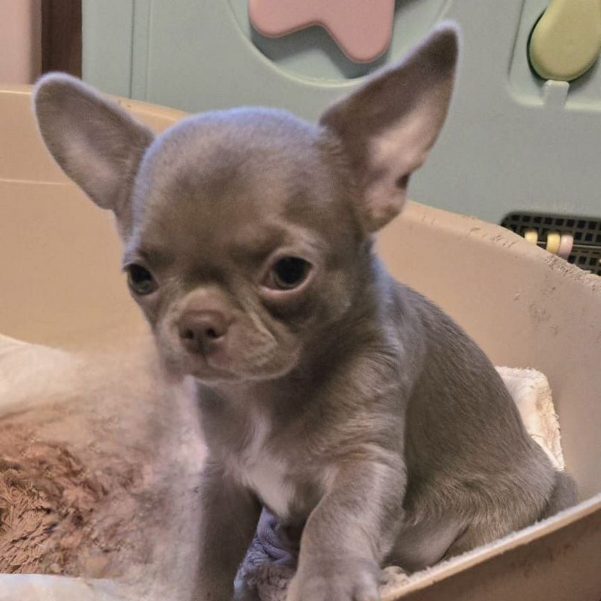 Чихуахуа мальчик.ркф