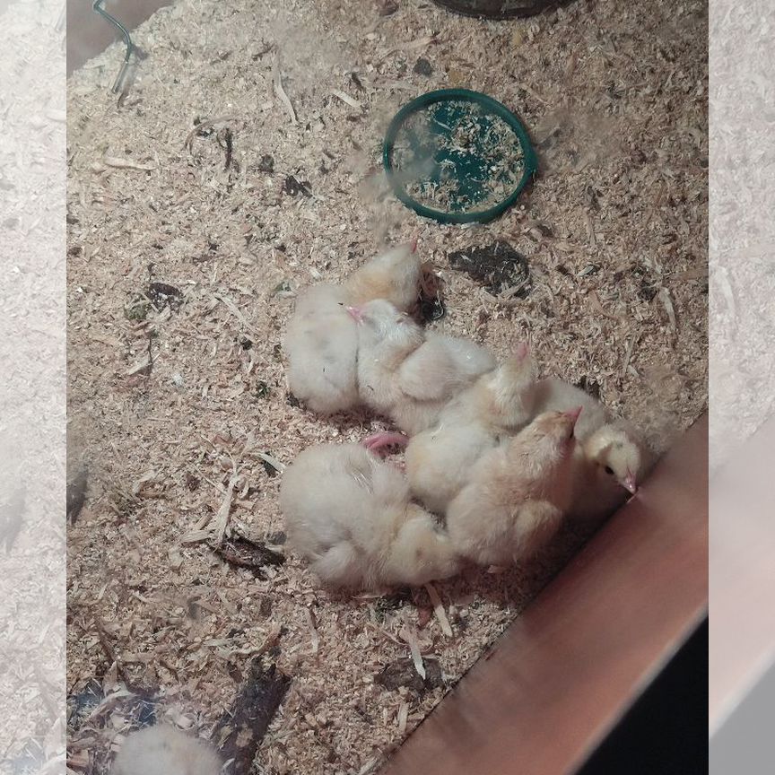 Циплята несушки