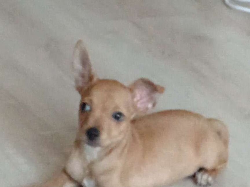 Маленькая собака