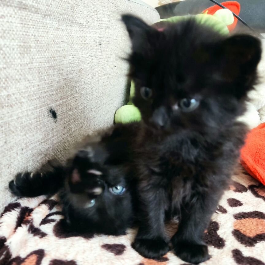 Черный котенок
