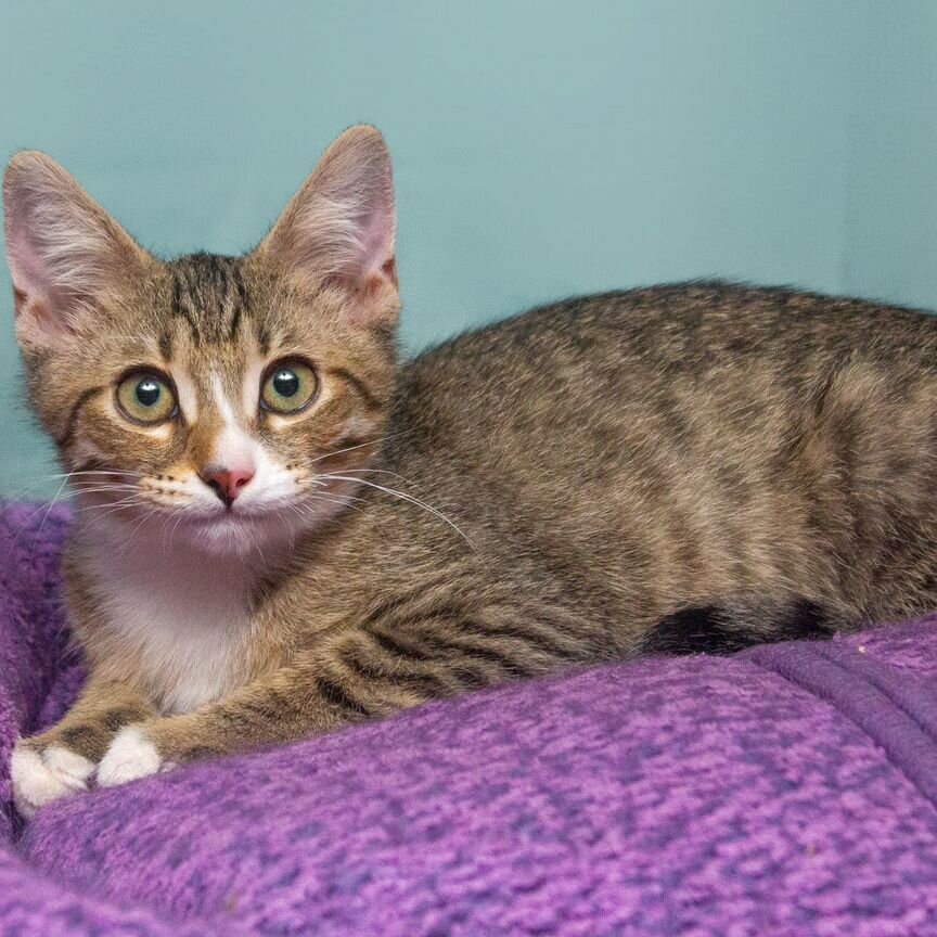 Милейший котенок Мару в добрые руки