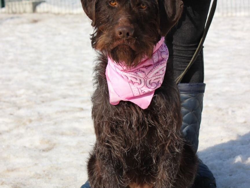 Молодой собачке нужен дом